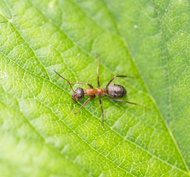 Bullet Ant in the Jungle of Amazonas River Stock Image - Image of brown ...
