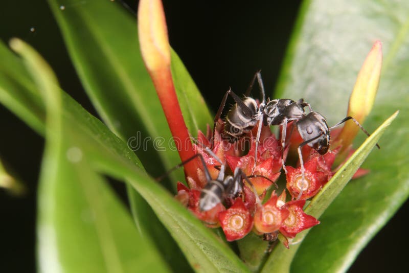 Bullet Ant, this Type of Ant is Famous for Having an Extremely Stock ...