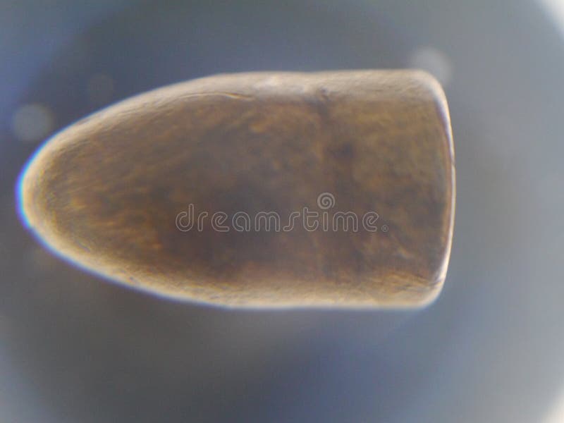 Bullet stock image. Image of background, bullet, wallpaper - 49635833