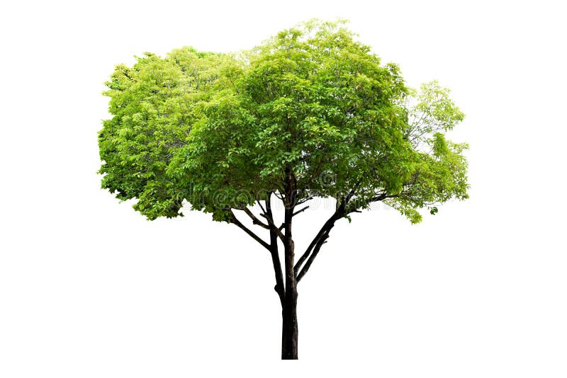 Bullet wood tree stock photo. Image of environment, view - 181988258