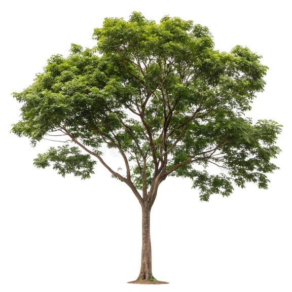 Bullet Wood Tree Isolated on White Background Stock Illustration ...