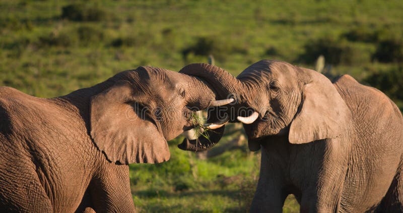 999 African Outback Stock Photos - Free & Royalty-Free Stock Photos ...