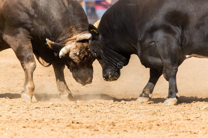 Bullfight stock photo. Image of exciting, confront, domestic - 77650922