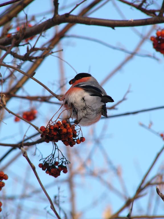 Bullfinch stock image. Image of finch, rowan, forest, alive - 1271935