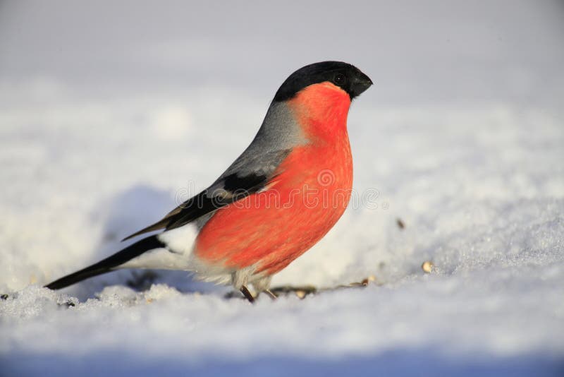 Bullfinch stock photo. Image of snow, colors, black, nature - 13761828