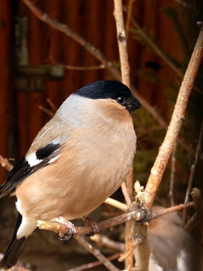 Bullfinch stock image. Image of life, color, place, kind - 17092197