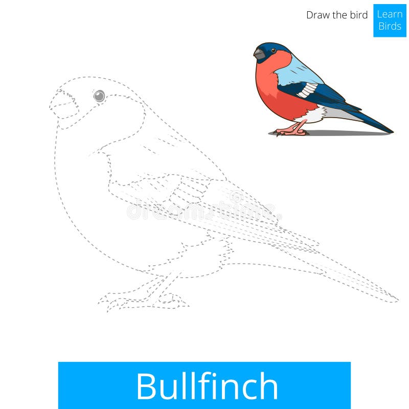 Bullfinch Bird Learn To Draw Vector Stock Vector - Illustration of ...
