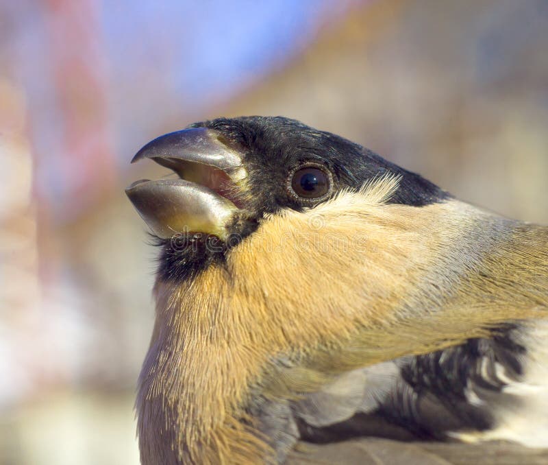 Bullfinch, Female / Pyrrhula Pyrrhula Stock Photo - Image of ...