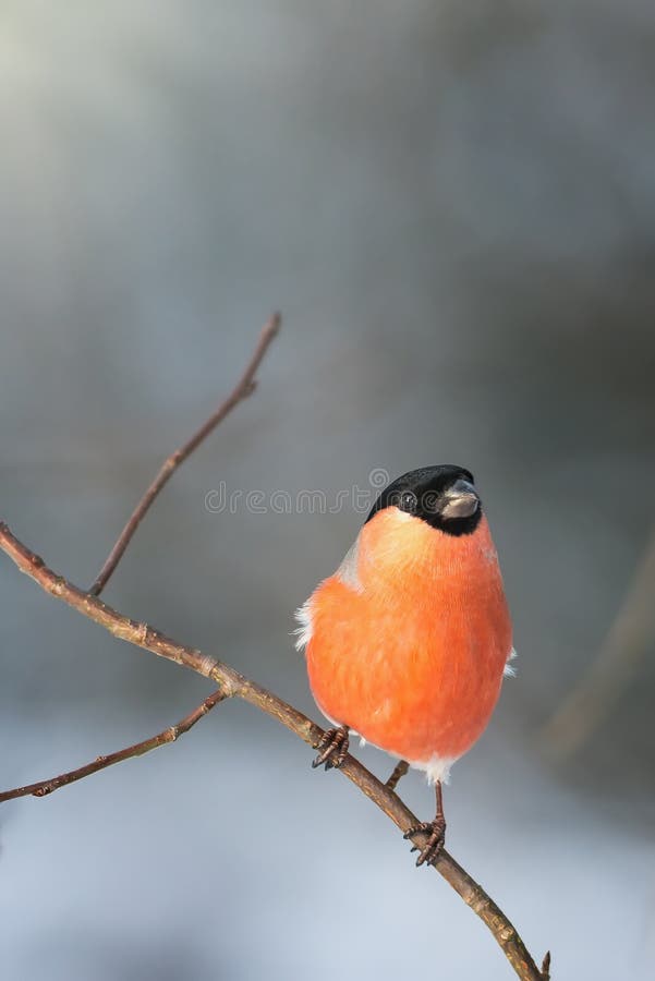Bullfinch Perched on a Branch Stock Image - Image of perched, finch ...