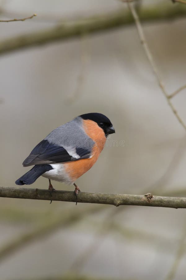 Bullfinch (Pyrrhula-pyrrhula) Stock Photo - Image of england, nature ...