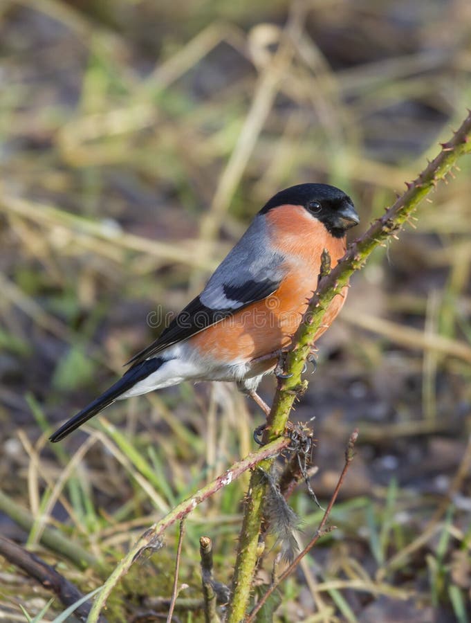 Bullfinch (Pyrrhula-pyrrhula) Stock Image - Image of bird, europe: 26222481