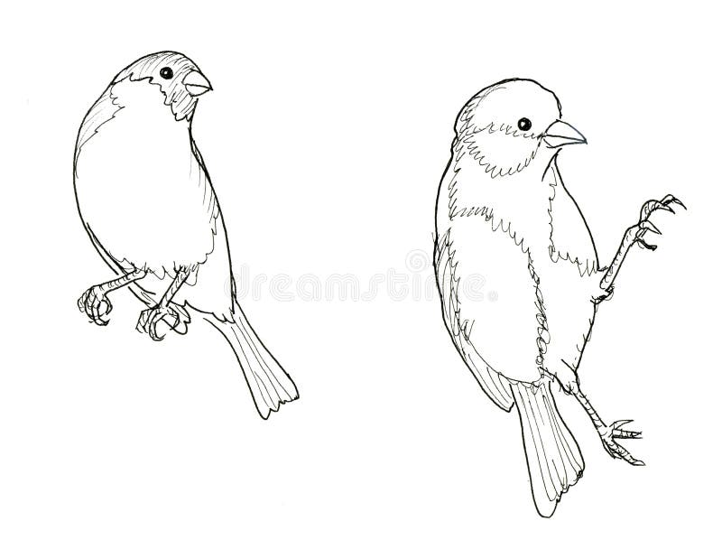 Bullfinch and titmouse stock illustration. Illustration of animal ...