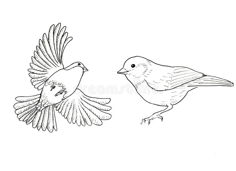 Bullfinch. Two birds stock illustration. Illustration of hand - 63257245