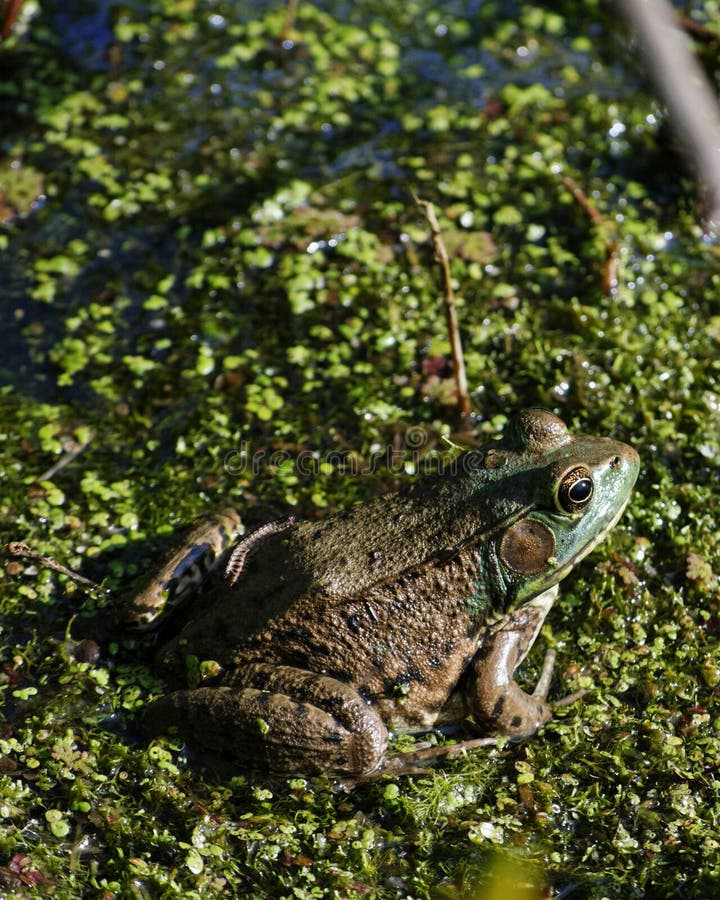 Bullfrog stock photo. Image of nature, wildlife, marsh - 15616146