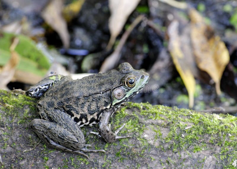 Bullfrog stock photo. Image of swamp, marsh, fauna, amphibian - 15616220