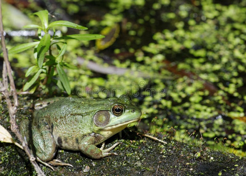 Bullfrog stock image. Image of fauna, animal, bullfrog - 15776245
