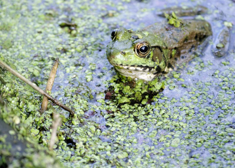 Bullfrog stock photo. Image of wildlife, swamp, amphibian - 15795504