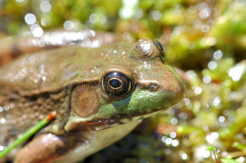 Bullfrog stock photo. Image of fauna, bullfrog, amphibian - 19356590