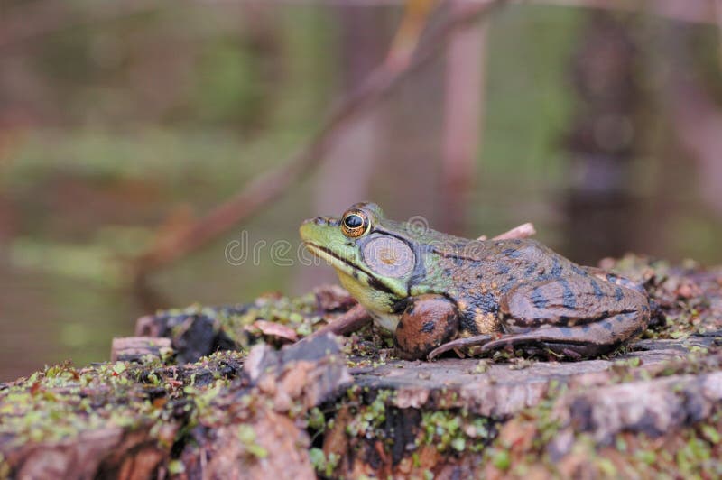 Bullfrog stock image. Image of wildlife, animal, amphibian - 19632117