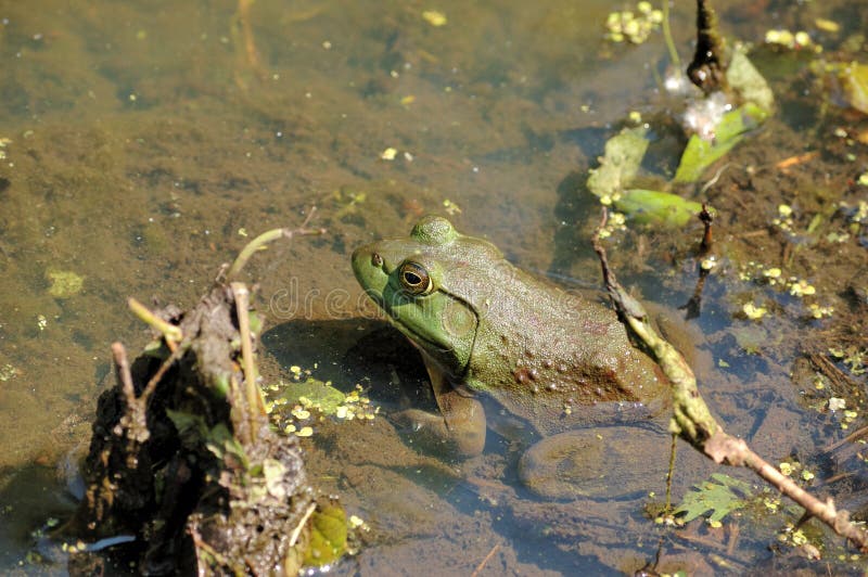 Bullfrog stock image. Image of bullfrog, outdoors, amphibian - 19920253