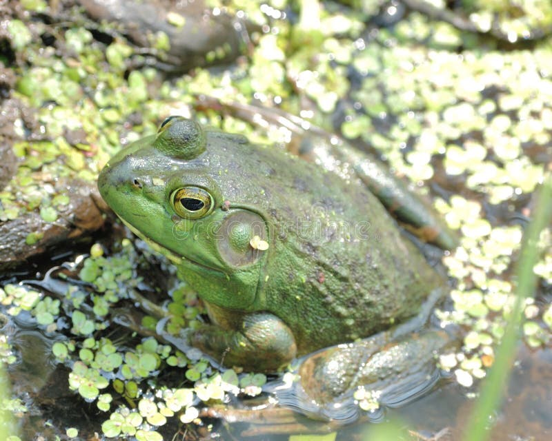 African Bullfrog stock image. Image of frog, african, animal - 4271949