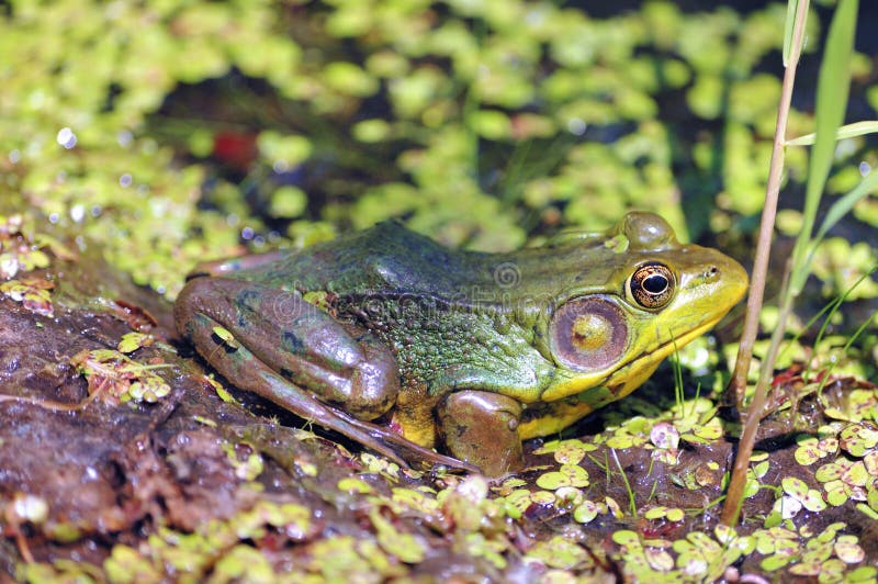 Swamp Bullfrog stock image. Image of fairy, ugly, green - 526359