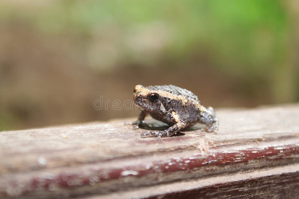 Bullfrog stock photo. Image of amphibians, walk, clamber - 21825212