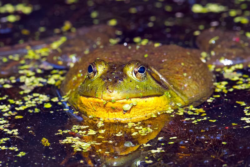 Bull frog stock photo. Image of insects, green, close, american - 746564