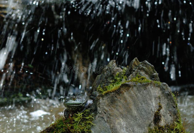 Bullfrog stock image. Image of moss, blossoms, amphibians - 24760633