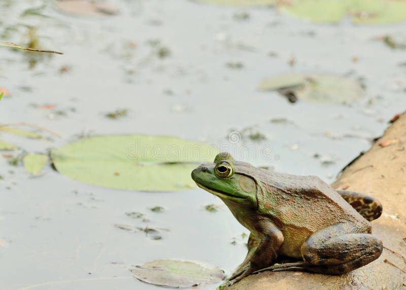 Bullfrog stock image. Image of sitting, summer, wildlife - 25018747
