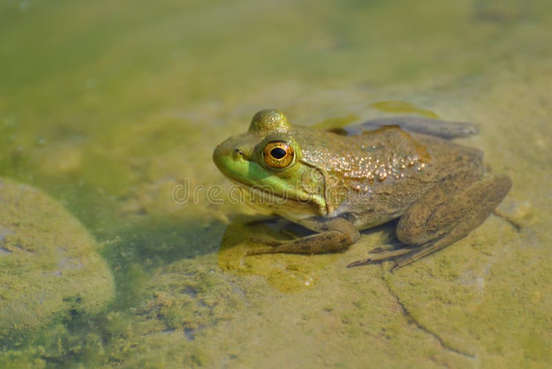 Bullfrog stock photo. Image of wildlife, amphibian, freshwater - 26120386