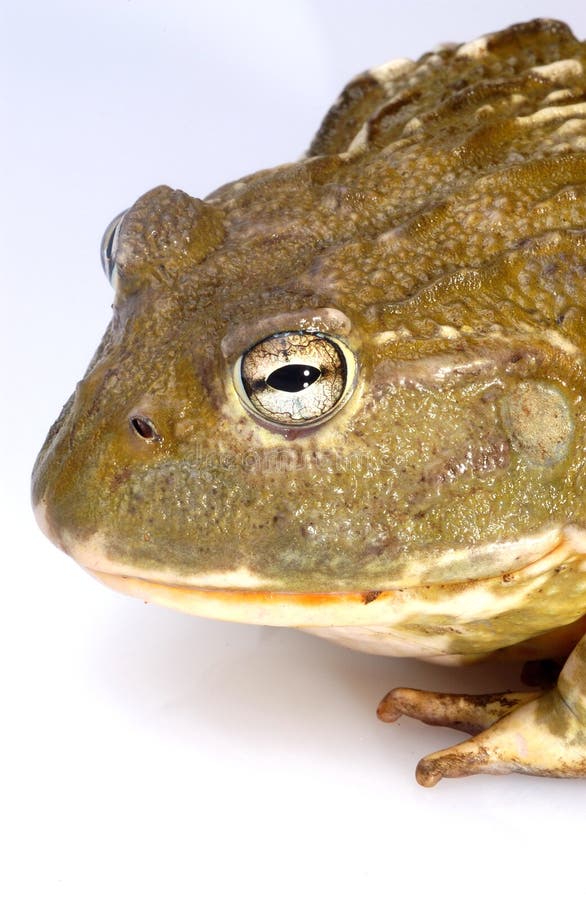 African Bullfrog stock image. Image of frog, african, animal - 4271949