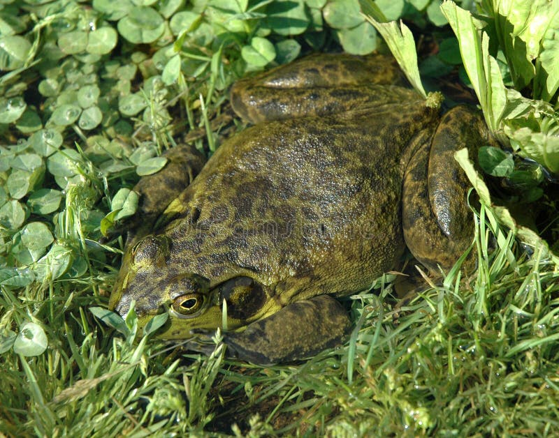 Bullfrog stock photo. Image of frog, tadpole, froggy, croak - 5141656