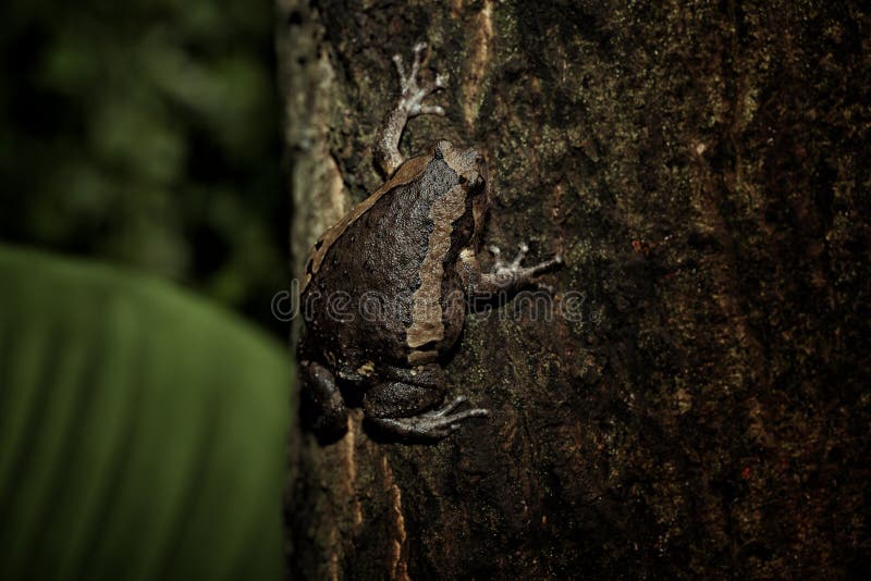 The bullfrog stock photo. Image of frog, wildlife, jump - 105451862