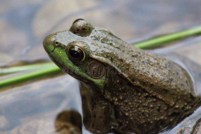 Bullfrog stock photo. Image of frog, closeup, animal - 74025310