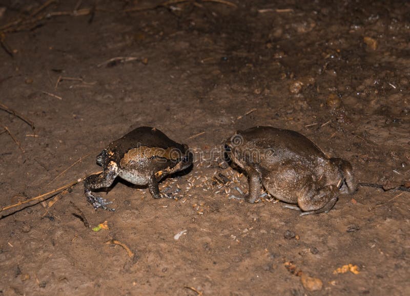 300 Frog Eating Insects Stock Photos - Free & Royalty-Free Stock Photos ...