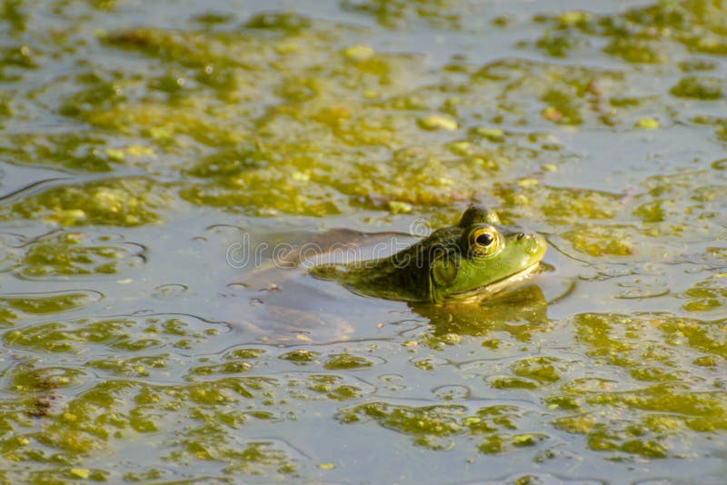 Bullfrog stock image. Image of swamp, bullfrog, water - 55320743