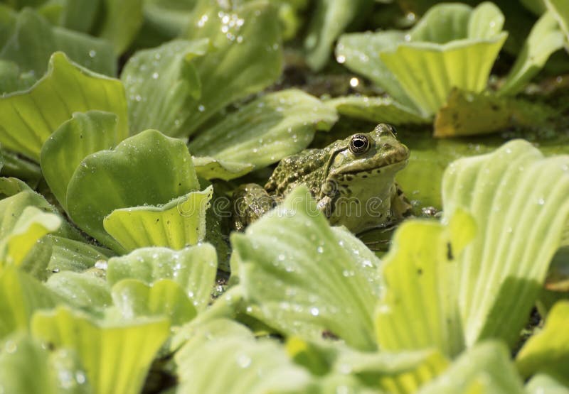 Bullfrog and Green Water Lettuce Stock Image - Image of frog, garden ...