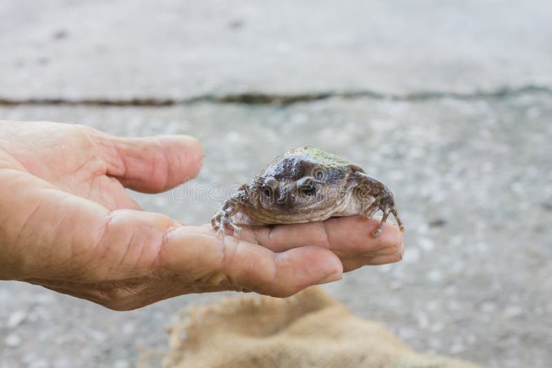 Stone Bullfrog in the Garden Stock Photo - Image of garden, bullfrog ...