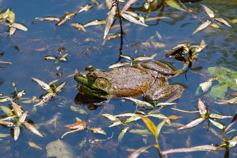 Bullfrog Sunbathing at the Beach Stock Image - Image of county ...