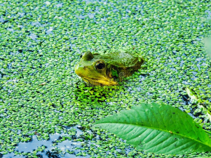 Bullfrog with Head Peaking Out of a Duckweed Covered Pond Stock Image ...