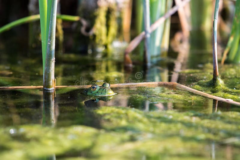 Bullfrog Hiding among the Reeds Stock Image - Image of slime, amphibian ...