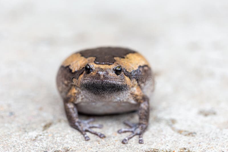 Bullfrog is inflating stock photo. Image of brown, chubby - 223775252
