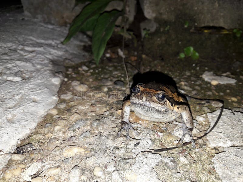 Bullfrog stock photo. Image of kaloula, nature, insects - 93464024