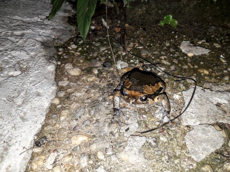Bullfrog stock photo. Image of bullfrog, white, wildlife - 93464070