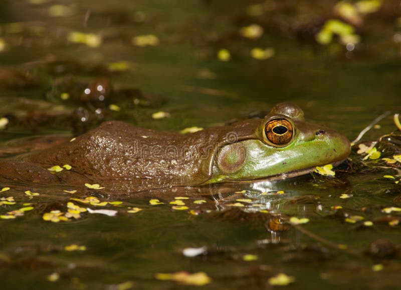 Bullfrog stock photo. Image of herpetology, biology, outdoors - 48676636