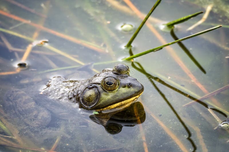 196 Bullfrog Face Stock Photos - Free & Royalty-Free Stock Photos from ...