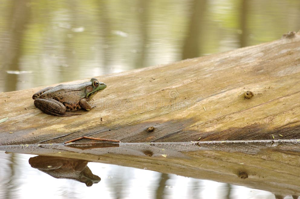 Bullfrog on a Log stock image. Image of marsh, animal - 19593883