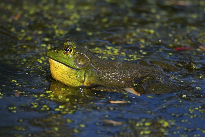 Bullfrog stock image. Image of pond, water, bullfrog - 70679633