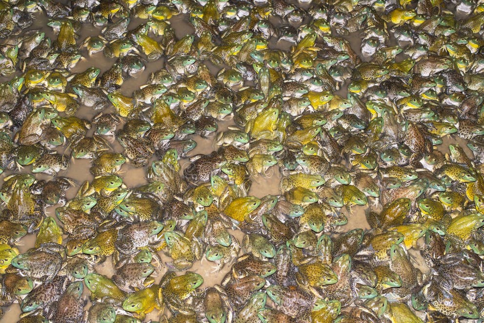 Bullfrog stock photo. Image of infestation, meat, amphibian - 33320222